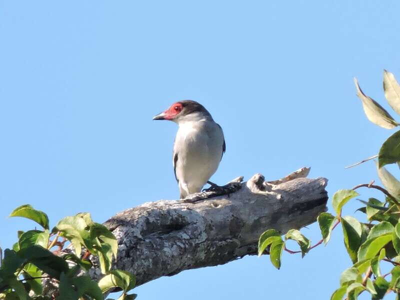 Playa del Carmen: Private Morning Birdwatching Tour - Who Will Love This Tour?