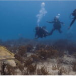 Playa del Carmen: Scuba Diver Certification Course - What’s Included and What You Pay For Separately