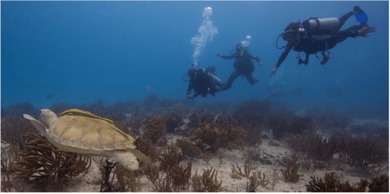 Playa del Carmen: Scuba Diver Certification Course - What’s Included and What You Pay For Separately