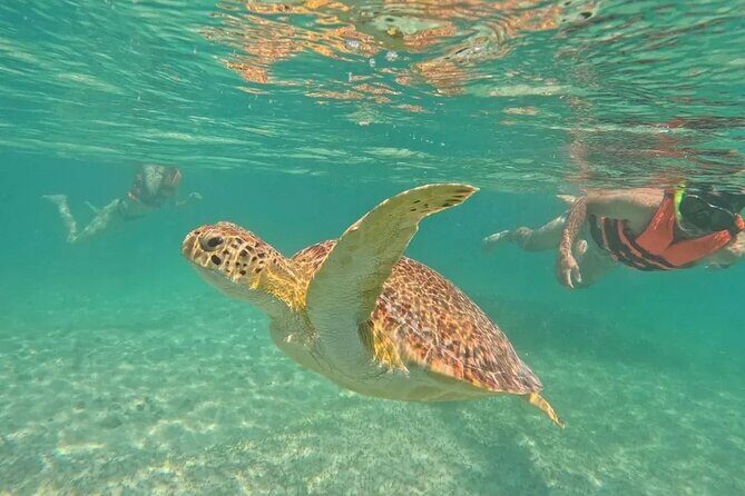 Playa del Carmen Tour Akumal Swimming With Turtles And Lagoon Yal Ku - Why This Tour Offers Good Value