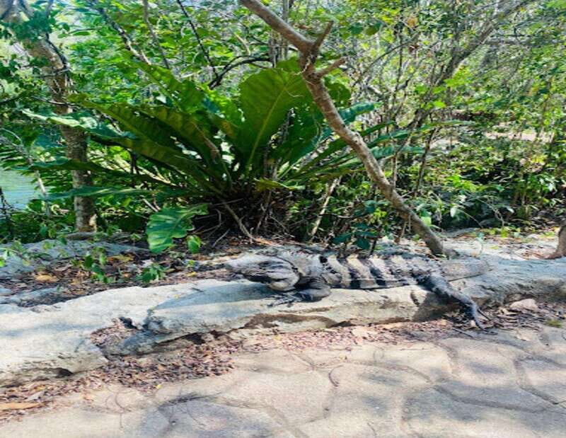 Playa del Carmen: Tour to Chichén Itzá and Valladolid - Is It Worth the Cost?