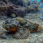 Playa del Carmen: Two Reefs Dives for Certified Divers - What Past Participants Are Saying