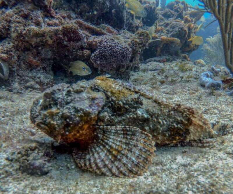 Playa del Carmen: Two Reefs Dives for Certified Divers - What Past Participants Are Saying