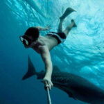 Playa del Carmen:Whale shark Experience in the Caribbean Sea - Why the Price Matters