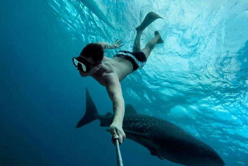 Playa del Carmen:Whale shark Experience in the Caribbean Sea - Why the Price Matters
