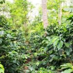 Pluma Hidalgo Coffee Experience - The Sum Up