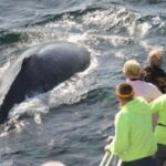 Plymouth: Whale Watching Cruise - The Itinerary: What You Can Expect