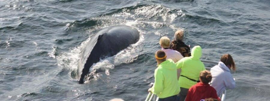 Plymouth: Whale Watching Cruise - The Itinerary: What You Can Expect
