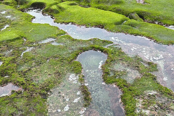 Point Loma Tide Pool Tour - Who Will Love This Tour?