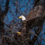 Port Alice: Sea Otter and Wildlife Watching Boat Tour - Exploring the Itinerary and Experience
