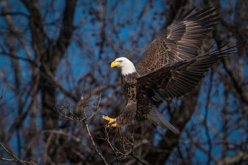 Port Alice: Sea Otter and Wildlife Watching Boat Tour - Exploring the Itinerary and Experience
