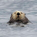 Port Hardy: Sea Otter and Whale Watching - A Detailed Look at the Experience