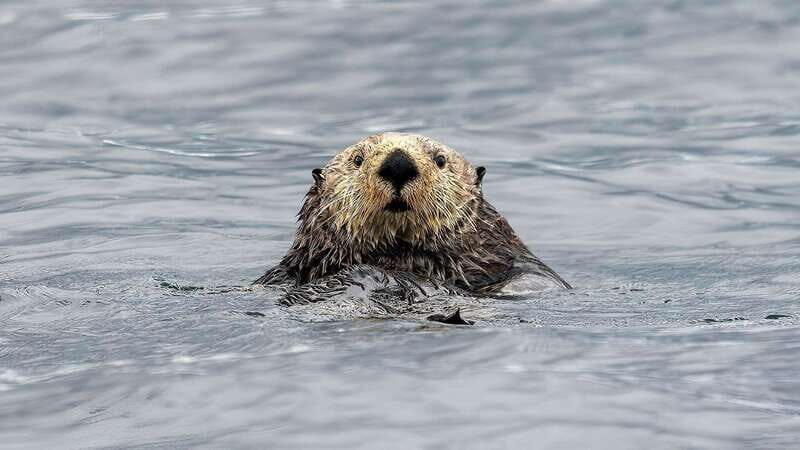 Port Hardy: Sea Otter and Whale Watching - A Detailed Look at the Experience