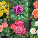 Portland: Morning City Highlights Tour - What Travelers Love