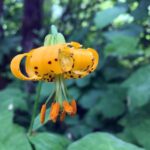 Portland: Silver Falls Hike - What’s Included and What’s Not