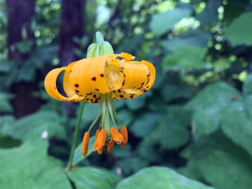 Portland: Silver Falls Hike - What’s Included and What’s Not