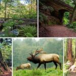 Prairie Creek State Park: Redwood Forest Hiking Tour - What Makes This Tour Stand Out?