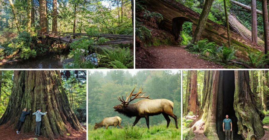 Prairie Creek State Park: Redwood Forest Hiking Tour - What Makes This Tour Stand Out?