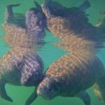 Pre-Season Special Manatee Snorkel Tour in Crystal River - Who Will Love This Tour?
