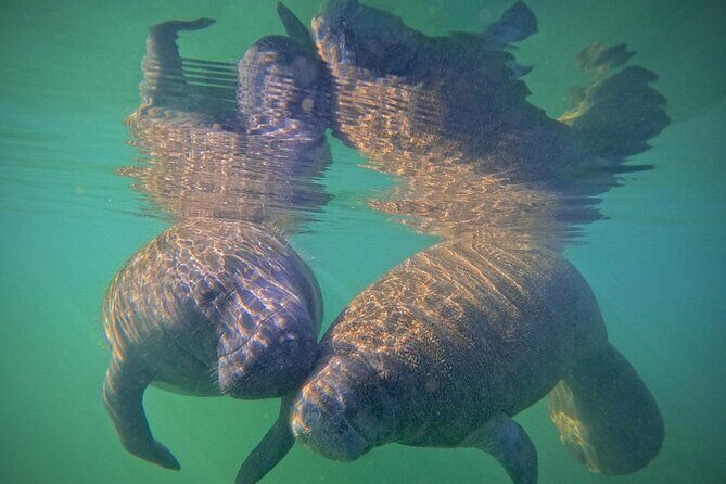 Pre-Season Special Manatee Snorkel Tour in Crystal River - Who Will Love This Tour?