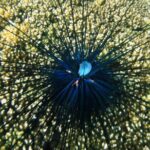 Premium Family Snorkeling Experience - What the Included and Not Included Tell Us