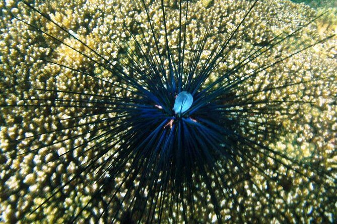 Premium Family Snorkeling Experience - What the Included and Not Included Tell Us