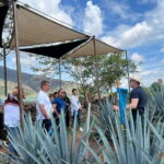 Premium Tequila Route with professional tasting - What Makes This Tour Stand Out?