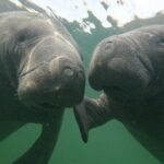 Preseason Special Snorkeling with Manatees Experience - FAQ