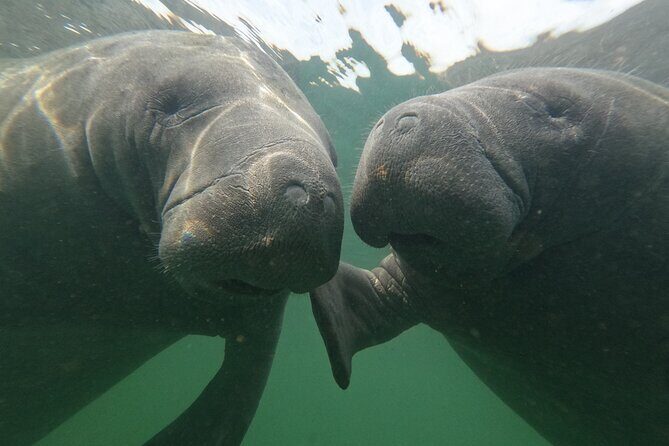 Preseason Special Snorkeling with Manatees Experience - FAQ