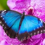 Private 5 Hour Tour of Butchart and Butterfly Gardens - What Does the Tour Include?