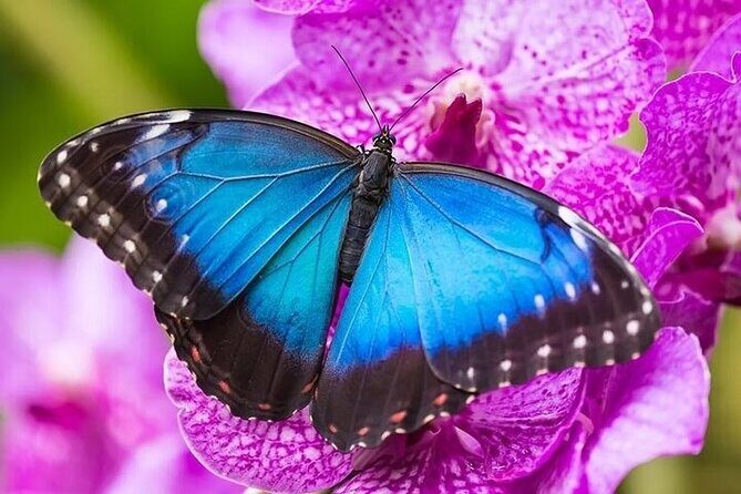 Private 5 Hour Tour of Butchart and Butterfly Gardens - What Does the Tour Include?