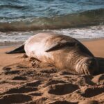 Private 5-hr Off-Road Trip on Oahus Wildlife-Rich North Shore - Authentic Experiences That Stick with You
