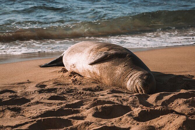 Private 5-hr Off-Road Trip on Oahus Wildlife-Rich North Shore - Authentic Experiences That Stick with You