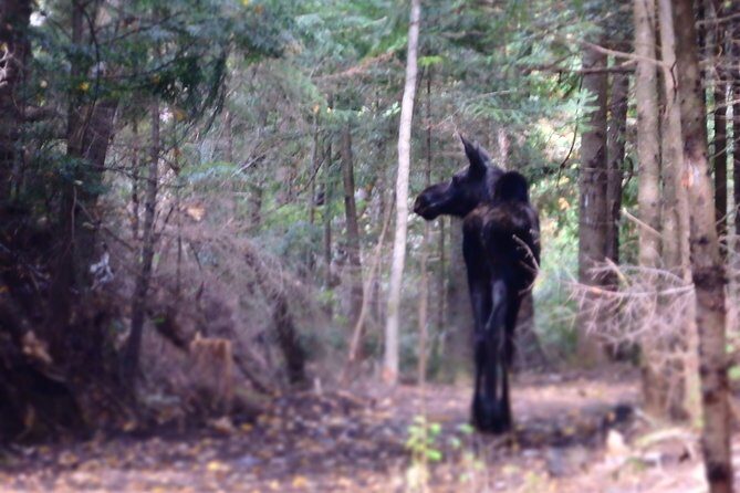 Private All-Inclusive Algonquin Tours (3 Day Guided Camping) - What Makes This Tour Stand Out?