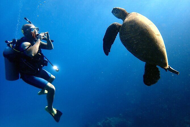 Private and Personalized Scuba Diving Adventures for All Experience Levels - The Sum Up