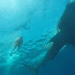 Private and Shared Whale Shark Tour from Tulum - The Experience and What Makes It Special