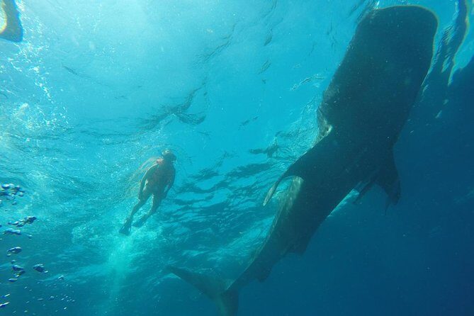 Private and Shared Whale Shark Tour from Tulum - The Experience and What Makes It Special