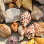 Private Barrier Island Shelling Tour - What to Expect During the Tour