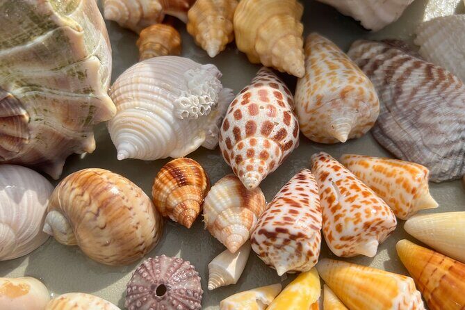 Private Barrier Island Shelling Tour - What to Expect During the Tour