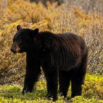 PRIVATE: Bear Country Hiking Tour - 4H Adventure - The Sum Up