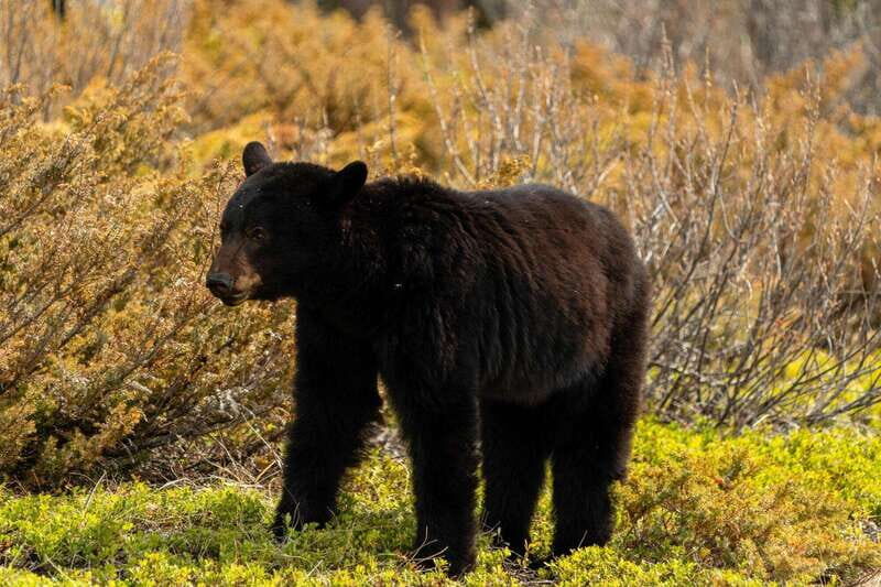 PRIVATE: Bear Country Hiking Tour - 4H Adventure - The Sum Up