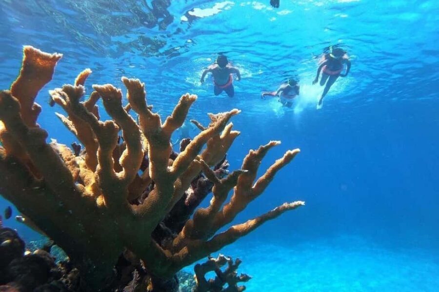 Private Catamaran in Cozumel: El Cielo and Turtle Sanctuary - Value Proposition & Who It’s Best For