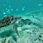 Private Cenote & Snorkeling Tour with Turtles in Akumal - The Highlight: Snorkeling with Sea Turtles in Akumal