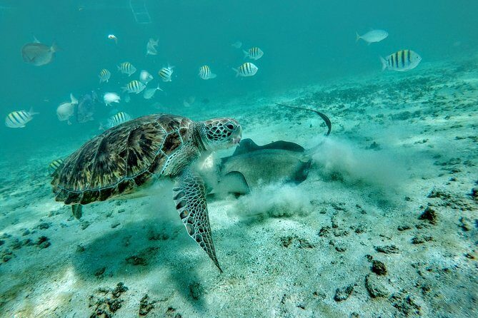 Private Cenote & Snorkeling Tour with Turtles in Akumal - The Highlight: Snorkeling with Sea Turtles in Akumal
