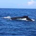 Private Charter Humpback Whale Watching & Dolphin Search - Who Will Love This Tour?
