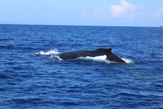 Private Charter Humpback Whale Watching & Dolphin Search - Who Will Love This Tour?
