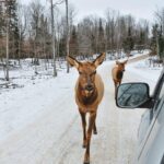 Private day tour to wildlife Parc Omega and Montebello lodge from Montreal - The Sum Up