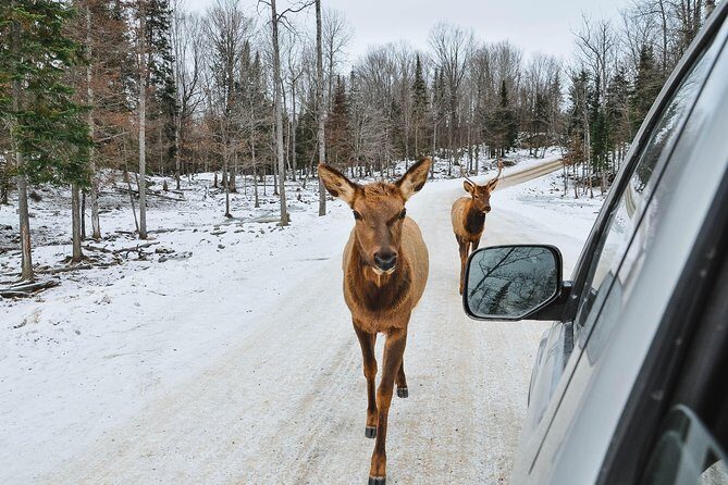 Private day tour to wildlife Parc Omega and Montebello lodge from Montreal - The Sum Up