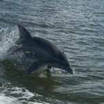 Private Dolphin Sightseeing Excursion - Who Will Love This Tour?