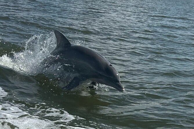 Private Dolphin Sightseeing Excursion - Who Will Love This Tour?